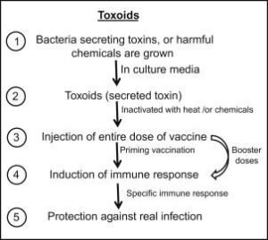 Tdap Vaccine: History, Immunology, and Public Health Impact - Centre ...
